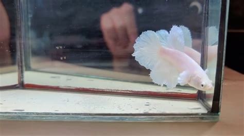 베타분양 화이트 오랫만에 화이트쌍 솔리드 화이트 하프문 수컷분양완료 하얀 천사들이 왔어용~~ 솔리드 화이트 정석중에 정석 생생 아쿠아베타 고정구피