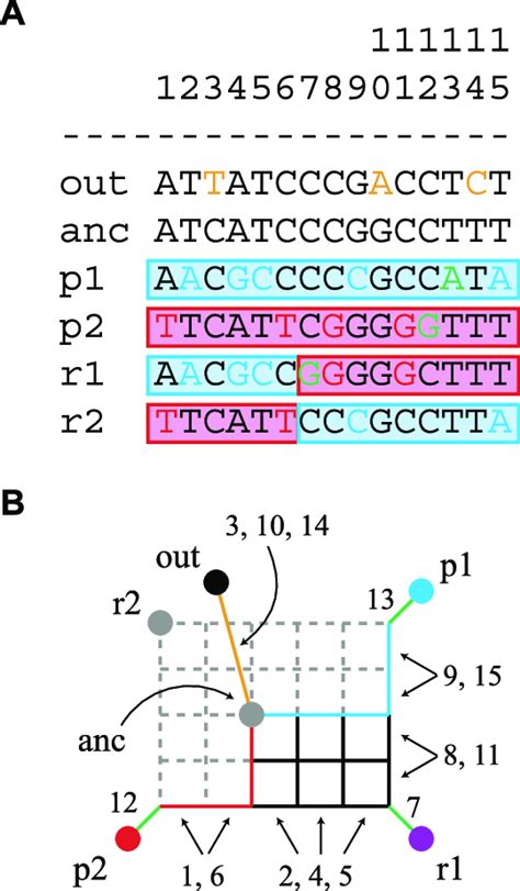 Explanation Of A Recombination In A Phylogenetic Network By Using Model