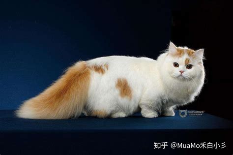 科普贴：高地折耳 高地立耳 英国长毛猫 美短长毛猫（？？？？） 米努特 曼基康的区别 知乎