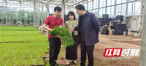 大祥区到板桥乡指导春耕生产工作腾讯新闻