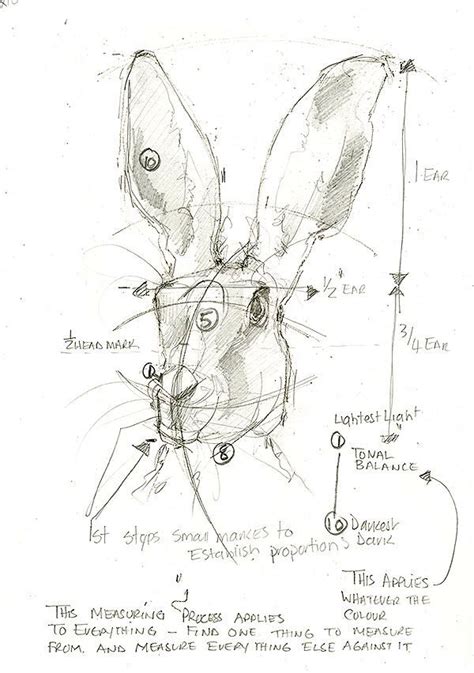 Rabbit Head Sketch