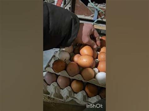 яйца как из пулимета #яйцо #деревенскаяжизнь #юмор #бараны #деревня # ...
