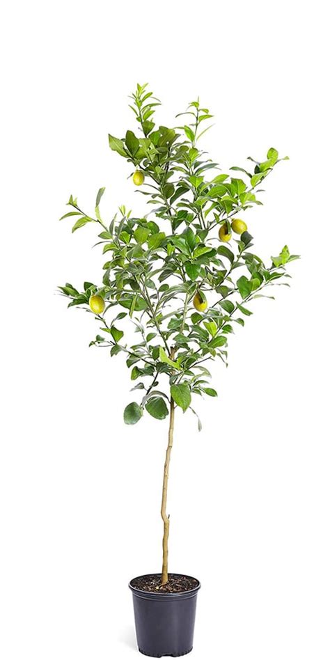 Fruit Improved Meyer Lemon Tree Plants Bulbs And Seeds At