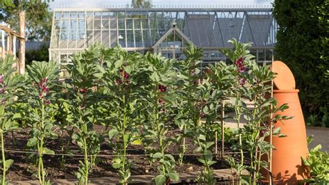 What Are Beneficial Nematodes And How To Use Them Homes And Gardens