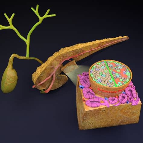 Endocrine System 3d Models For Download Turbosquid