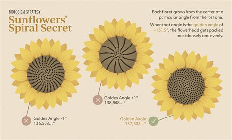 Sunflowers Fibonacci Secrets — Biological Strategy — Asknature
