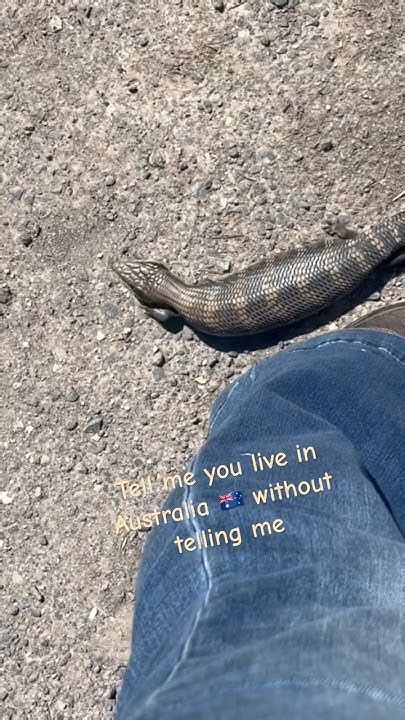 Tell me you live in Australia without telling me! #australia #bluetongue #straya #farming - YouTube