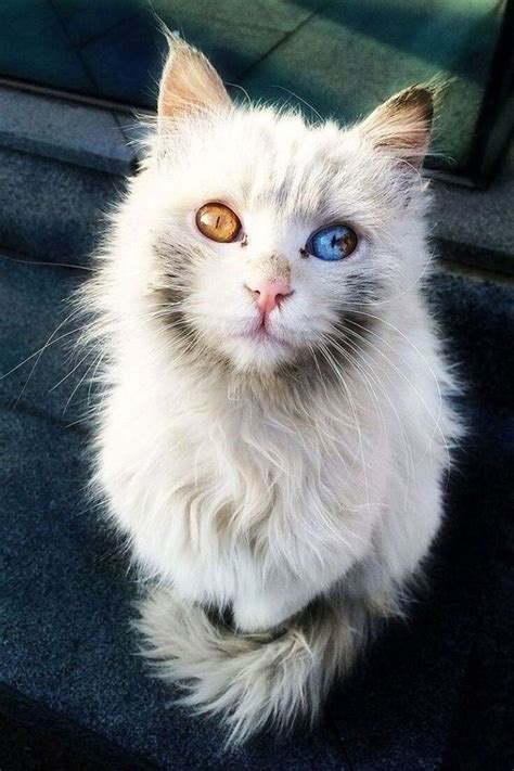 Fay3 صور قطط قطة Cats جميلة 15