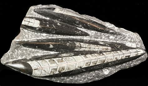 Polished Orthoceras Cephalopod Plate 84 47984 For Sale