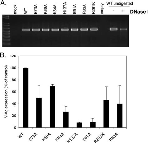 Release And Infectivity Of Mutants Vero Cells Were Transfected With 5
