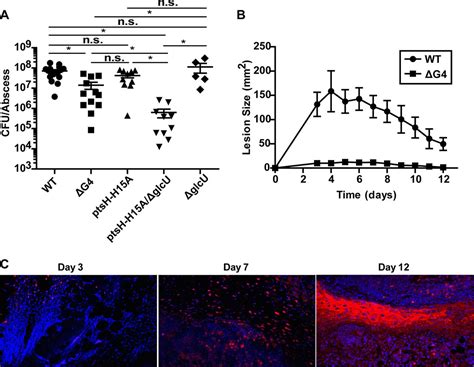 Expanded Glucose Import Capability Affords Staphylococcus Aureus