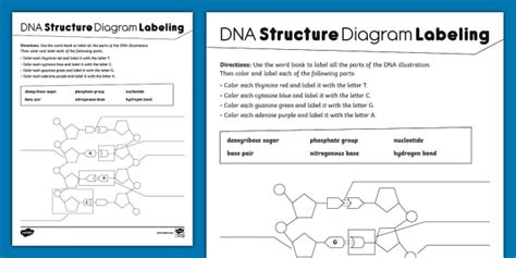 Worksheet Discovery And Structure Of Dna