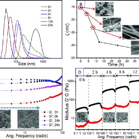 Dynamic Conformation And Aggregate Structure Of Hsf Systems At 37 °c