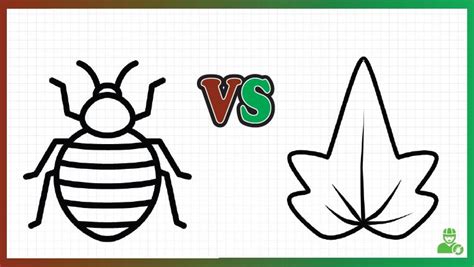 Bed Bug Bite Poison Ivy Rash VS In 6 Points Explained Pest