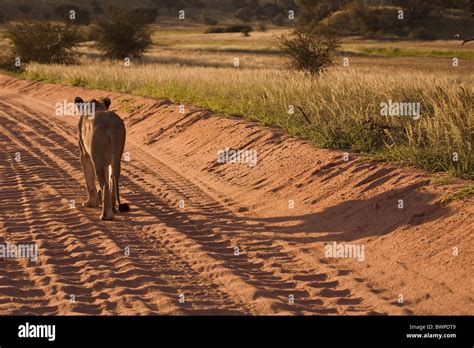 Lionne marche sur chemin de sable dans le désert du Kalahari le parc
