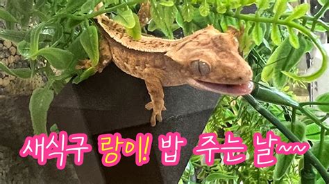 크리스티드 게코 “랑이” 밥 주는 날~ ♥ Youtube