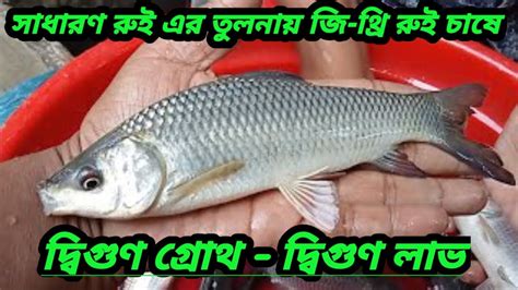 অল্প দামে অরজিনাল জি থ্রি রুই মাছের পোনা কিনুন 24 সালের চাষের জন্য G3