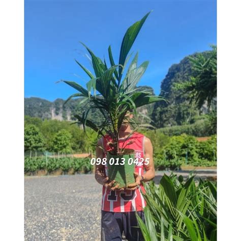 ปาล์มท็อปเทเนอร่า อายุ 8 เดือน สายพันธุ์คุณภาพ100 Shopee Thailand