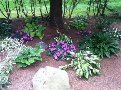 New Blog Here Landscaping Under Pine Trees