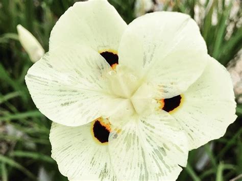 Dietes Bicolor Wholesale Nursery Nurseries In Melbourne Sydney