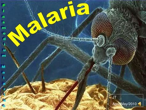 Ppt Malaria Powerpoint Presentation Free Download Id1444173