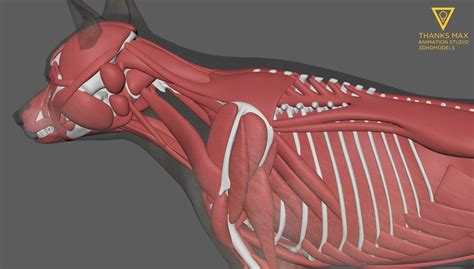 Dog Anatomy Canine 3d Model 199 Ma Fbx Free3d