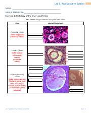 BIO Week ReproductiveSystemLabReport Pdf Lab Reproductive System NAME GROUP MEMBERS