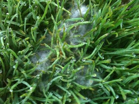 Iaturf First Pythium Ive Seen This Season