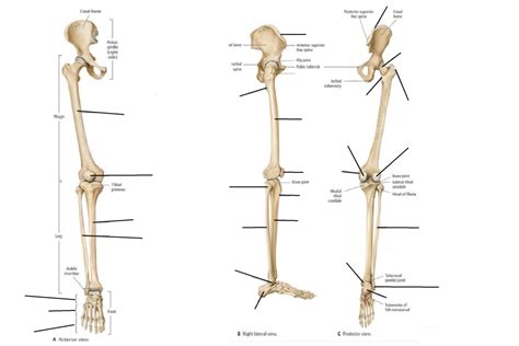 Bones Of Pelvis Lower Extremities Diagram Quizlet