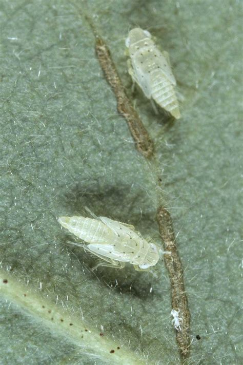 How To Identify And Control 11 Apple Tree Pests Simplym Press