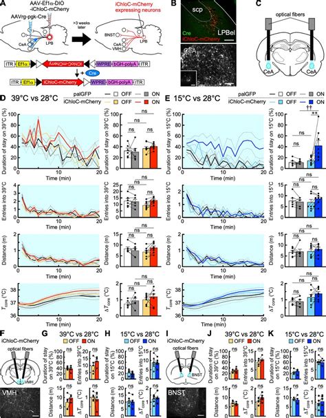 Two Ascending Thermosensory Pathways From The Lateral Parabrachial Nucleus That Mediate
