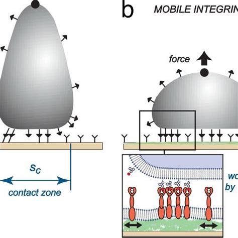 Schematic Presentation Of Two Cell Mimetic Model Systems Equilibrated