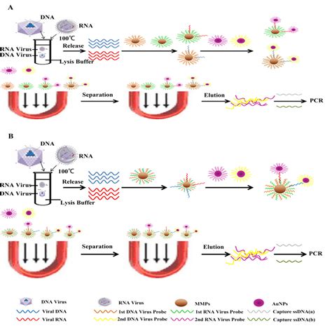 Schematic Of The Duplex Undp Pcr Assay A Schematic Of The Single