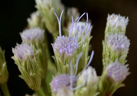 Ageratum Conyzoides Asteraceae Image 60996 At PhytoImages Siu Edu