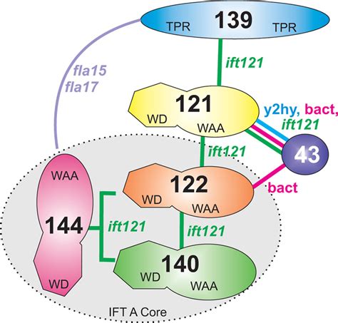 Interaction Model Of Interactions Within The Chlamydomonas Ift A Download Scientific Diagram