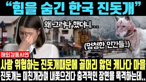 힘을 숨긴 한국 진돗개 사람 무는 진돗개 때문에 골머리 앓던 캐나다 마을 진돗개는 구제불능이라며 내쫓으려다 3초 만에 기겁하는데 Youtube