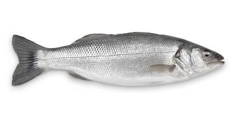 Lubina Que Es Características Y Propiedades Wiki Delfín