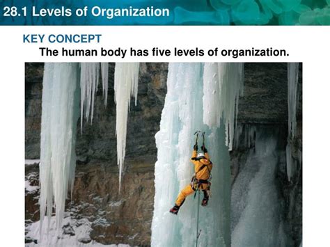 Ppt Key Concept The Human Body Has Five Levels Of Organization