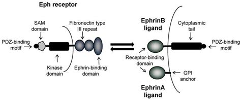Eph Receptors And Ephrin Signaling Pathways A Role In Bone Homeostasis