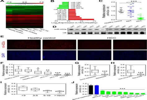 Double‐negative Feedback Loop Between Microrna‐422a And Fork