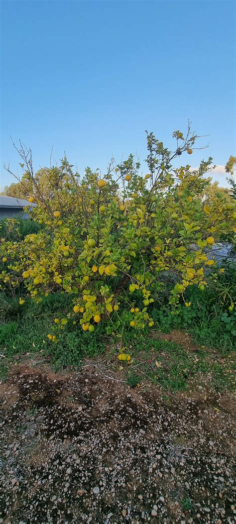 Lemon Tree Yellowing Rgardeningaustralia