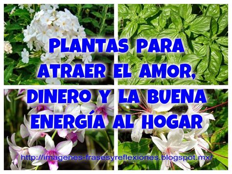 Imágenes Frases Y Reflexiones Plantas Que Atraen El Amor Dinero Y La