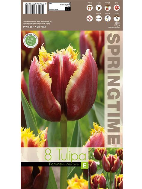 Tulp ‘mercure Kuuse Aiand