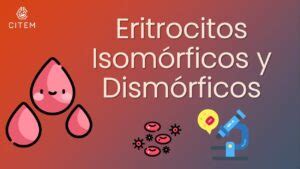 Eritrocitos en orina 10 Qué significa y causas Enfermedades