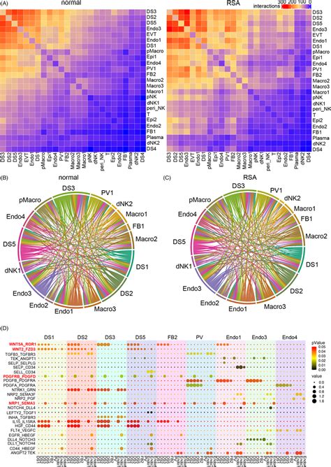 Cell Connection Among Cell Types In The Decidua Niche A Heatmap Download Scientific Diagram