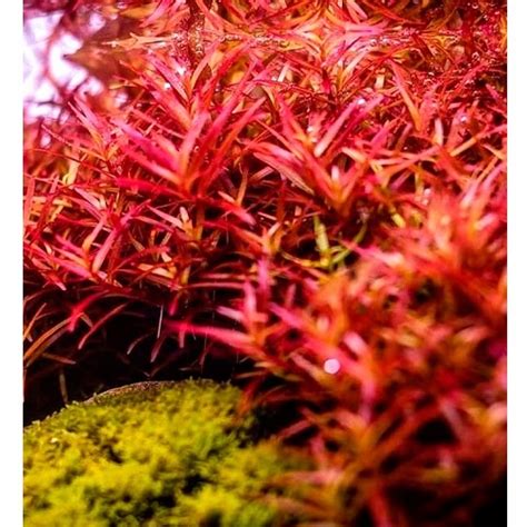 Rotala H'Ra RARYTAS in vitro 8927512036 - Allegro.pl
