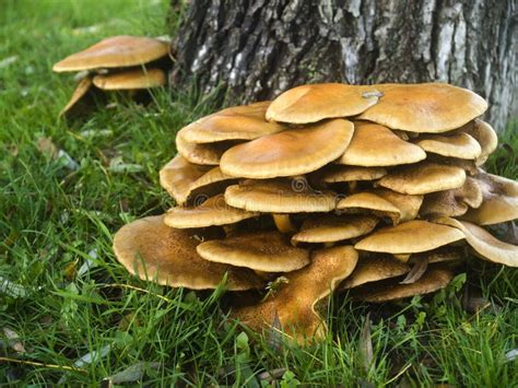 Armillaria Ostoyae De Las Setas O Miel Setas Foto De Archivo Imagen