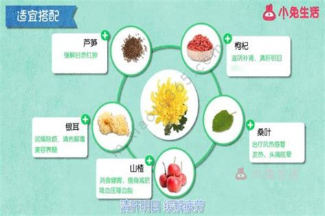 菊花功效与作用