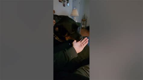 Rottweiler Freddy Gives Good Kisses Youtube