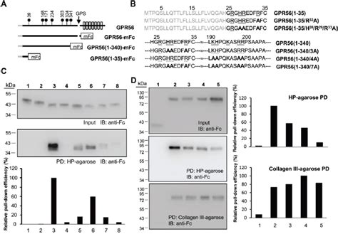 Mapping Of The Potential Heparin Binding Sites In Gpr56 A Schematic Download Scientific